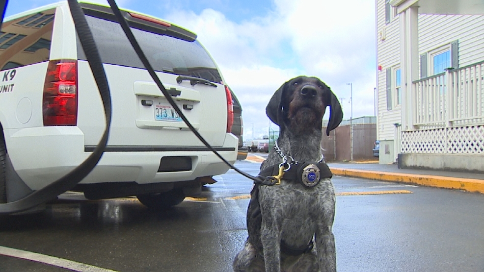 State Patrol K9 unit welcomes 9 new graduates | KOMO