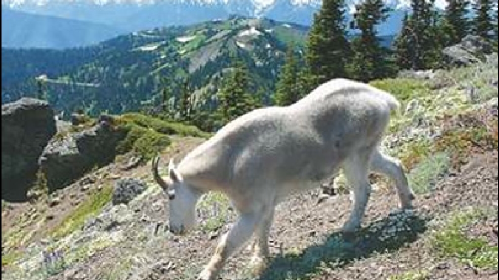 Survey shows jump in mountain goats in Olympic Mountains | KATU