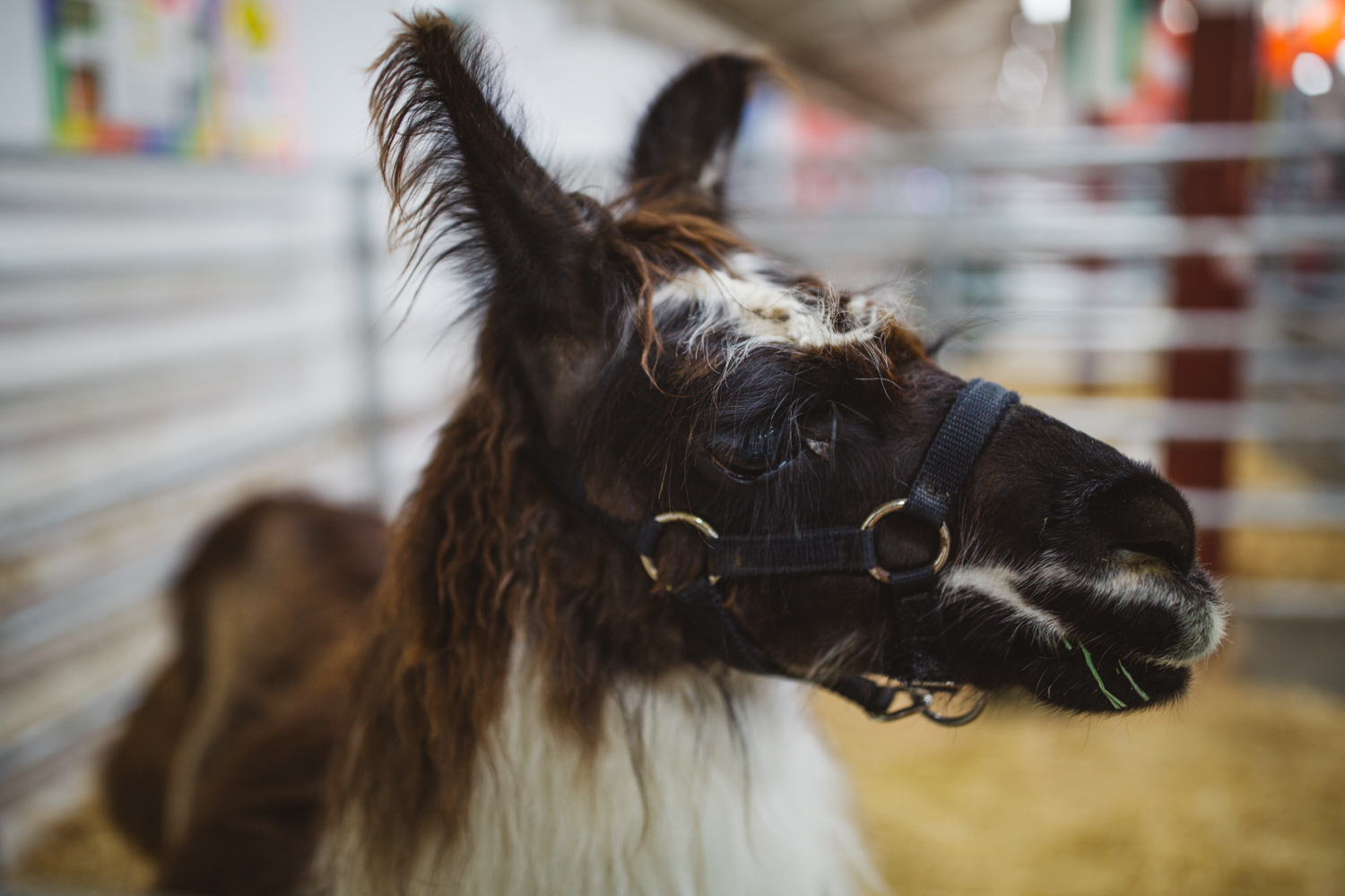 Photos: We found the cutest animals at the Washington State Fair ...