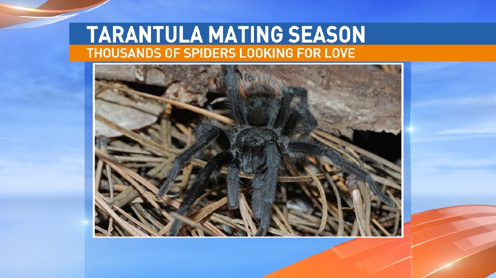 Watch out! It's tarantula mating season | KMPH