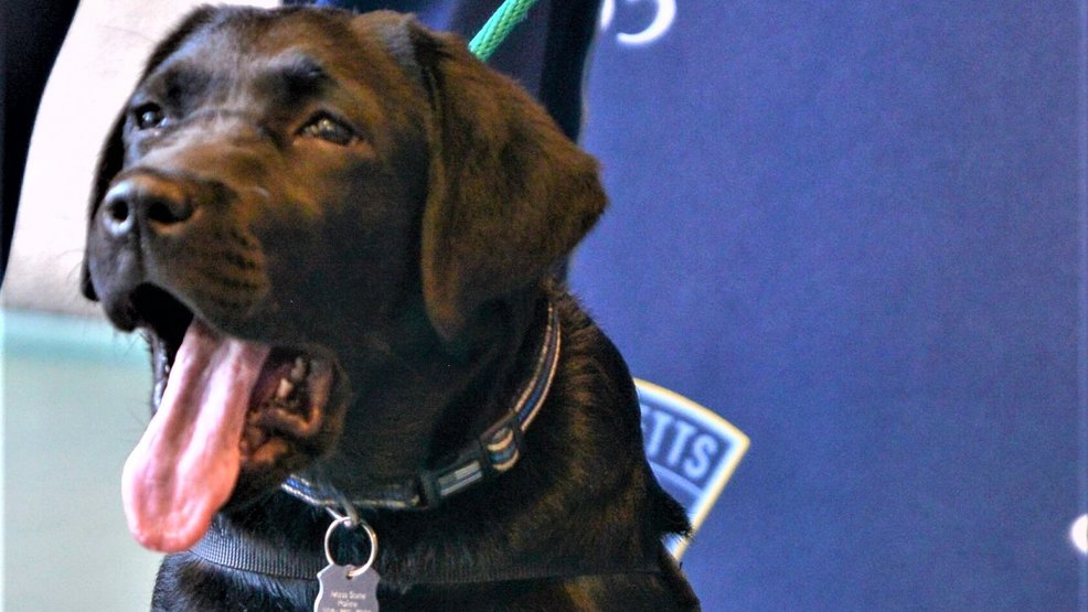 Puppy joins Massachusetts State Police as 'comfort dog' | WJAR