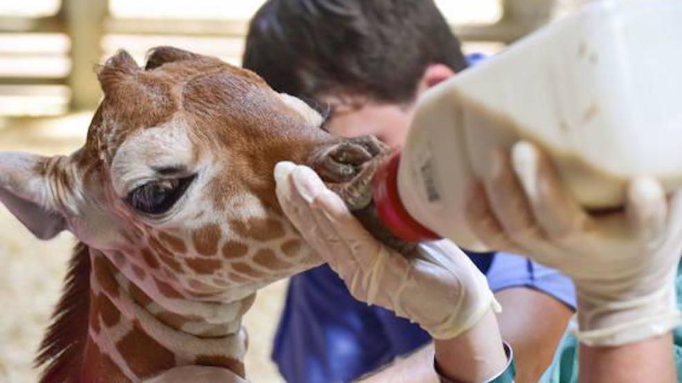 Giraffe remains in intensive care, sees slight improvement | WBFF