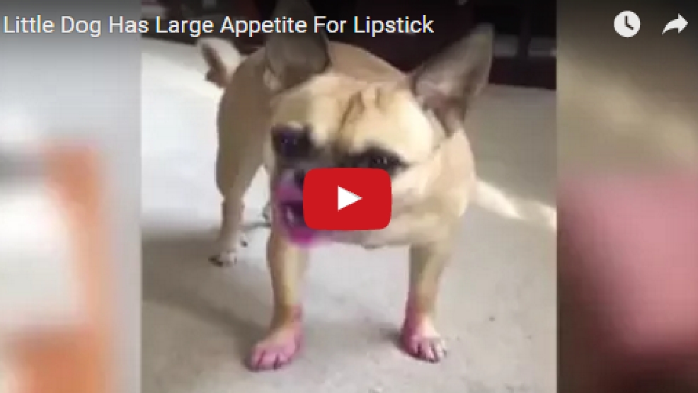 Tiny dog has a big appetite for...lipstick? | KUTV