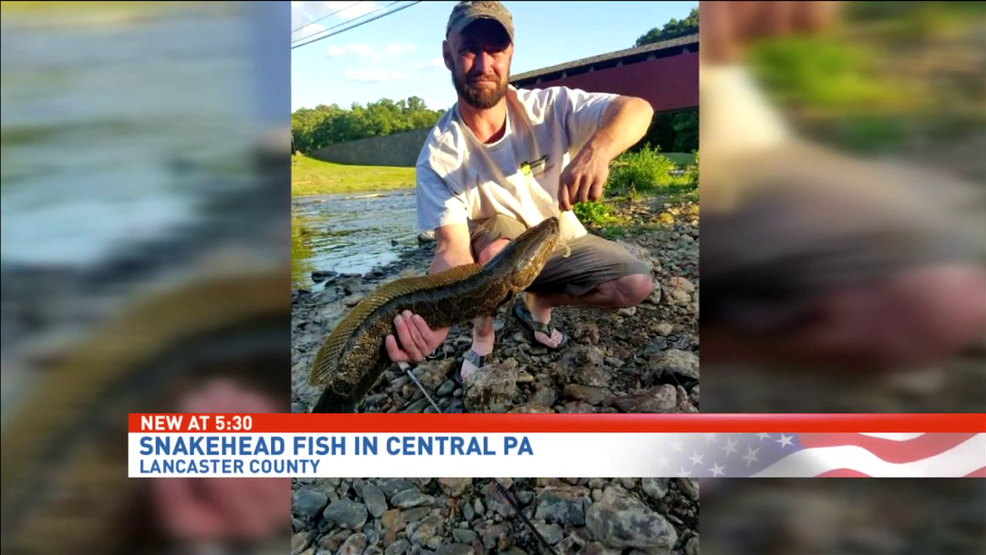 Snakehead fish sightings in Central Pa | WHP