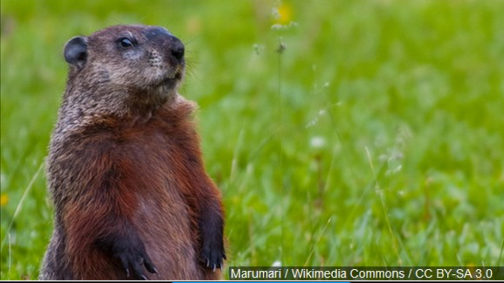 Groundhog tests positive for rabies in Ohio County | WTOV
